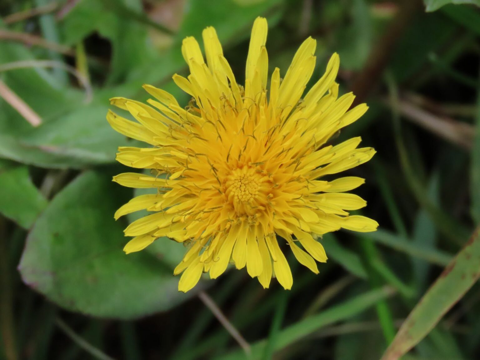Common Dandelion - Taraxacum Officinale: Edible & Medicinal Uses of the ...