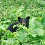 Burdocks Ft. Greater Burdock - Arctium Spp.: An Edible & Medicinal Wild ...