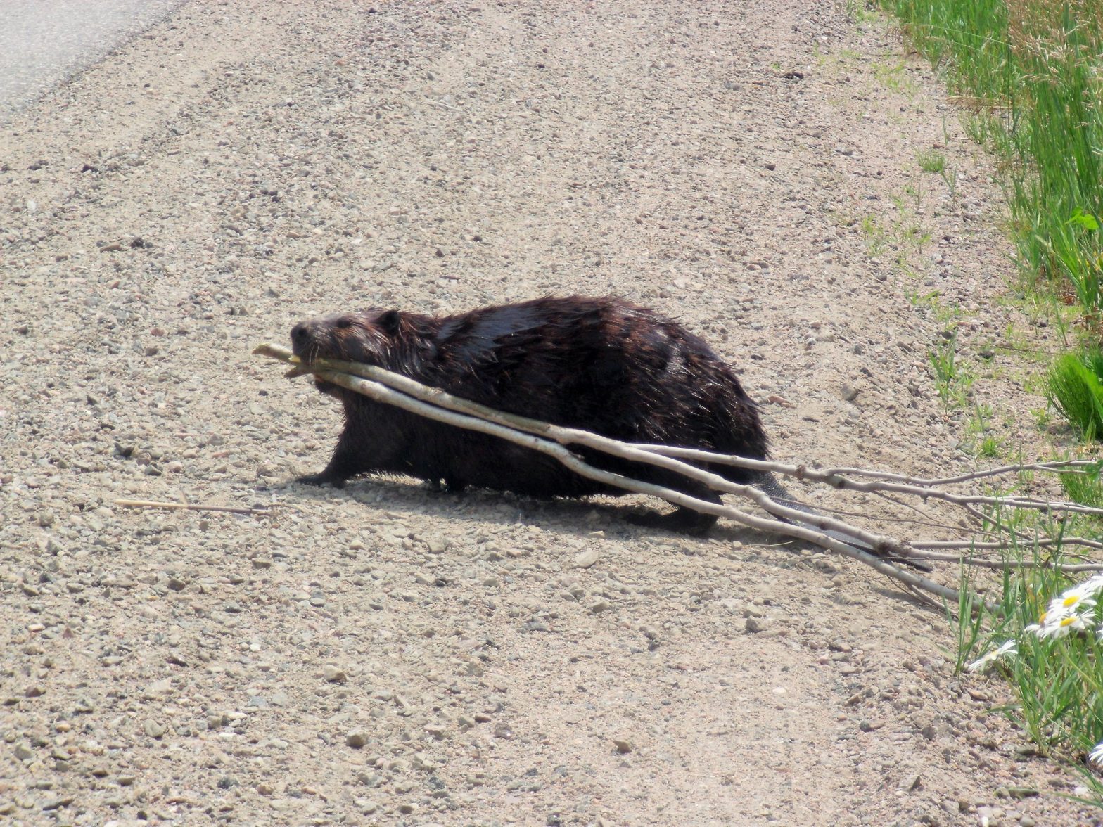 How Beavers Use Wild Plants - Song of the Woods