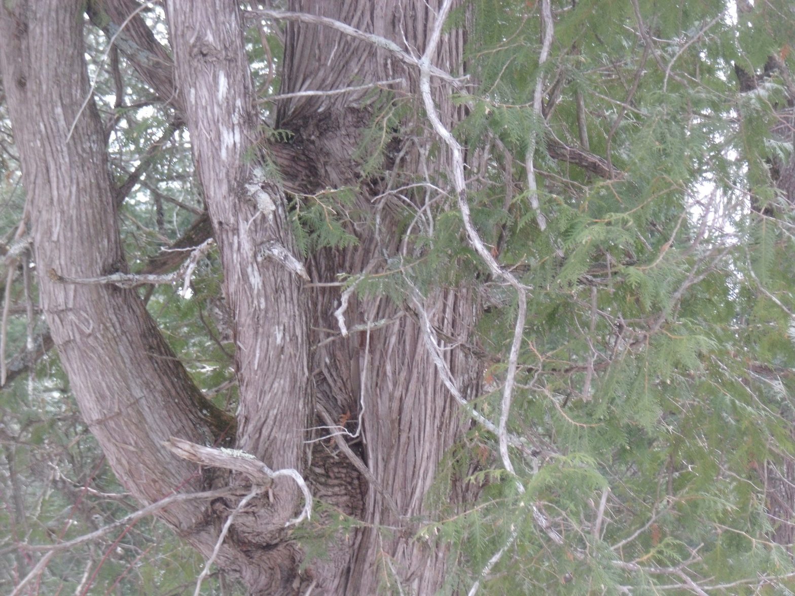 Eastern White Cedar - Thuja Occidentalis: Edible & Medicinal Uses of ...