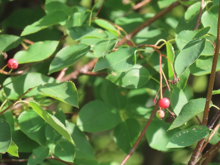 Serviceberry - Amelanchier SPP.: Edible & Medicinal Uses of the Early ...