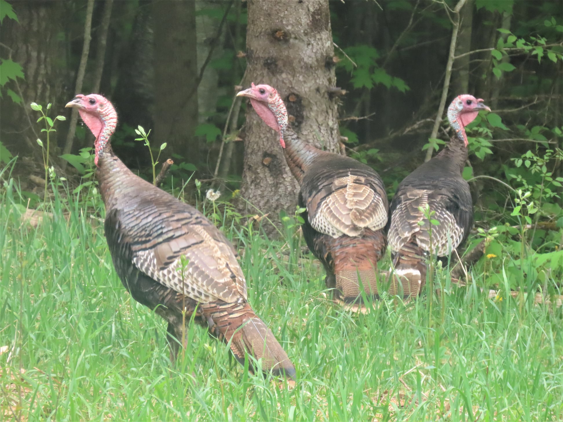 The Wood Folk Diaries: Volume 2, Chapter 2: Meet Wild Turkey, Gobbler ...
