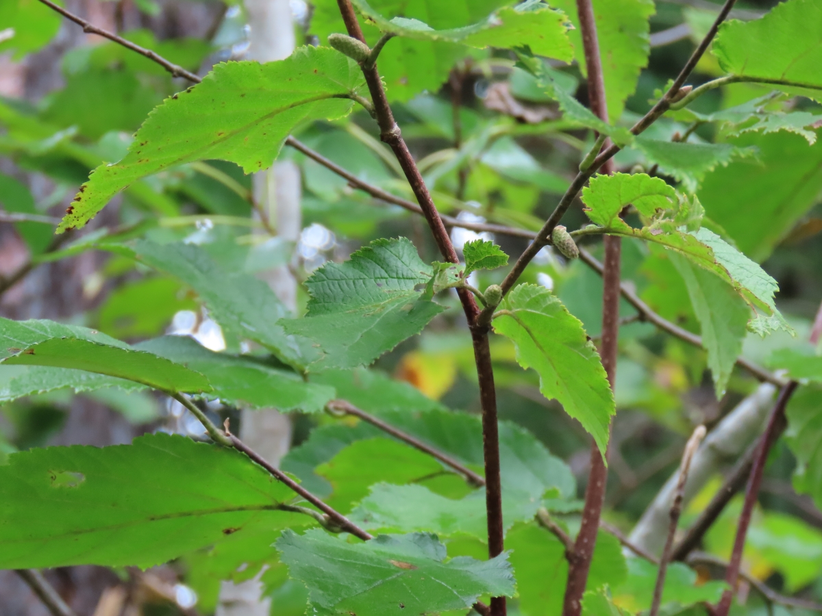 Beaked Hazel - Corylus Cornuta: Edible & Medicinal Uses of the Filbert ...