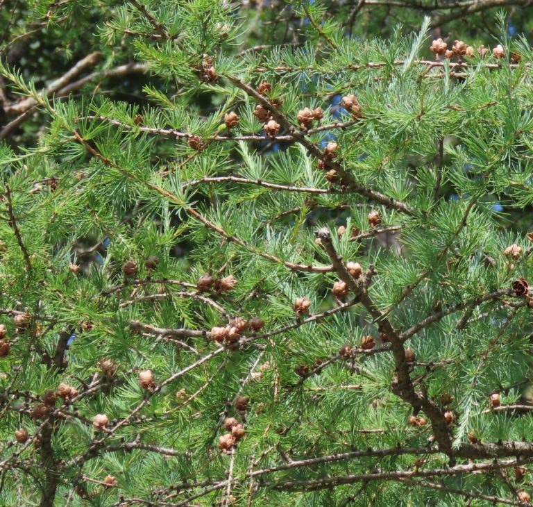 Tamarack - Larix Laricina: Edible & Medicinal Uses of the Sweet Gum of ...