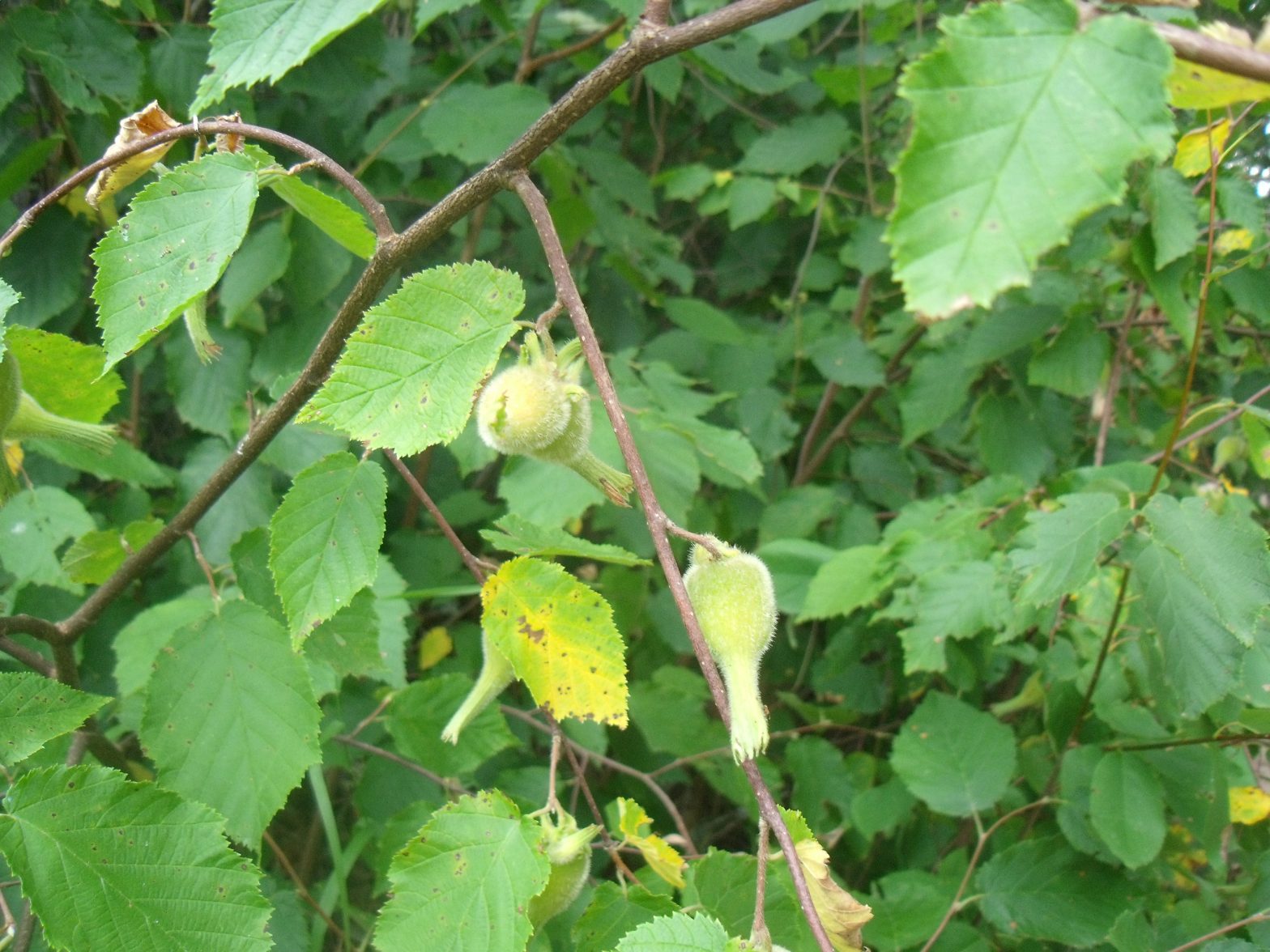Beaked Hazel - Corylus Cornuta: Edible & Medicinal Uses of the Filbert ...