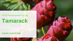 Tamarack - Larix Laricina: Edible & Medicinal Uses of the Sweet Gum of ...