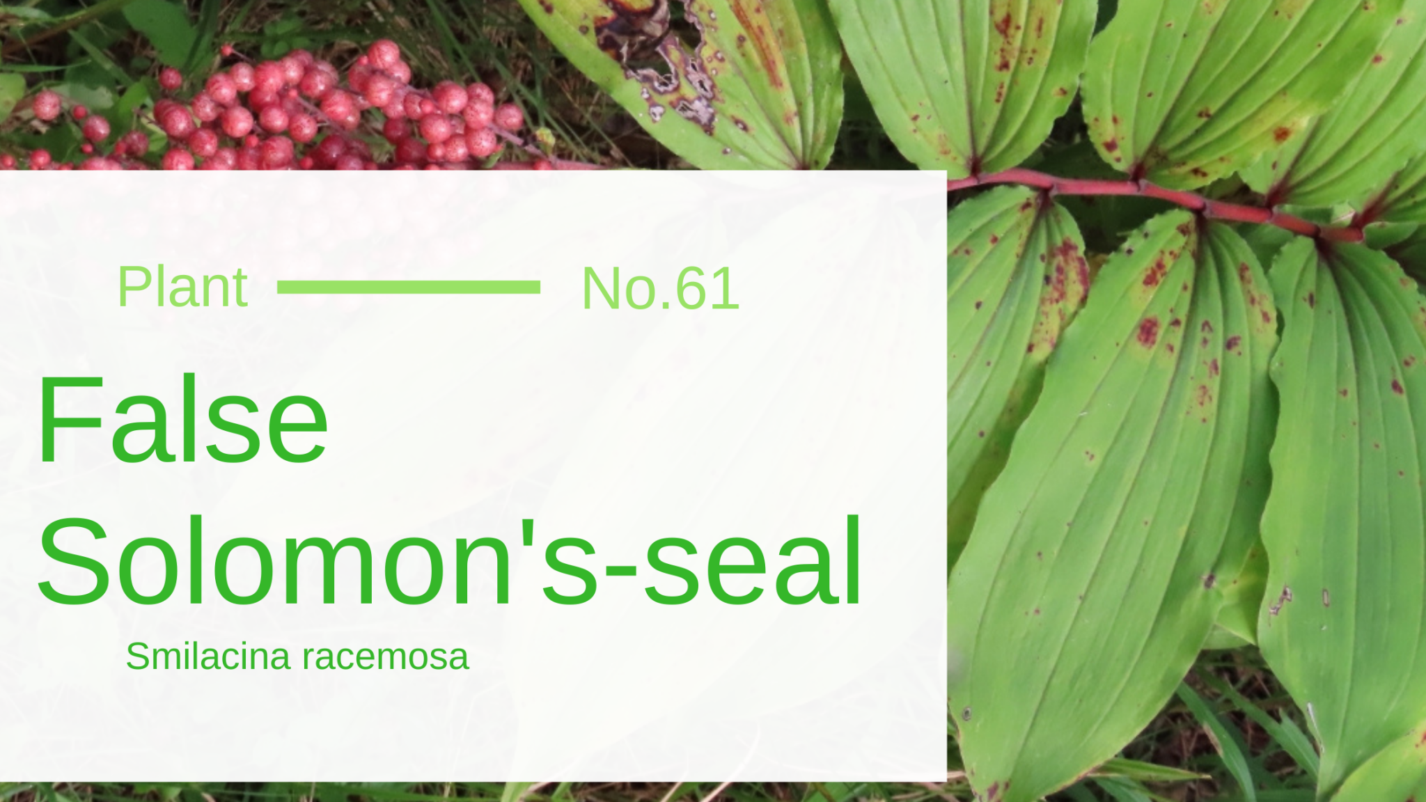 False Solomon’s Seal - Smilacina Racemosa: Edible & Medicinal Uses of ...