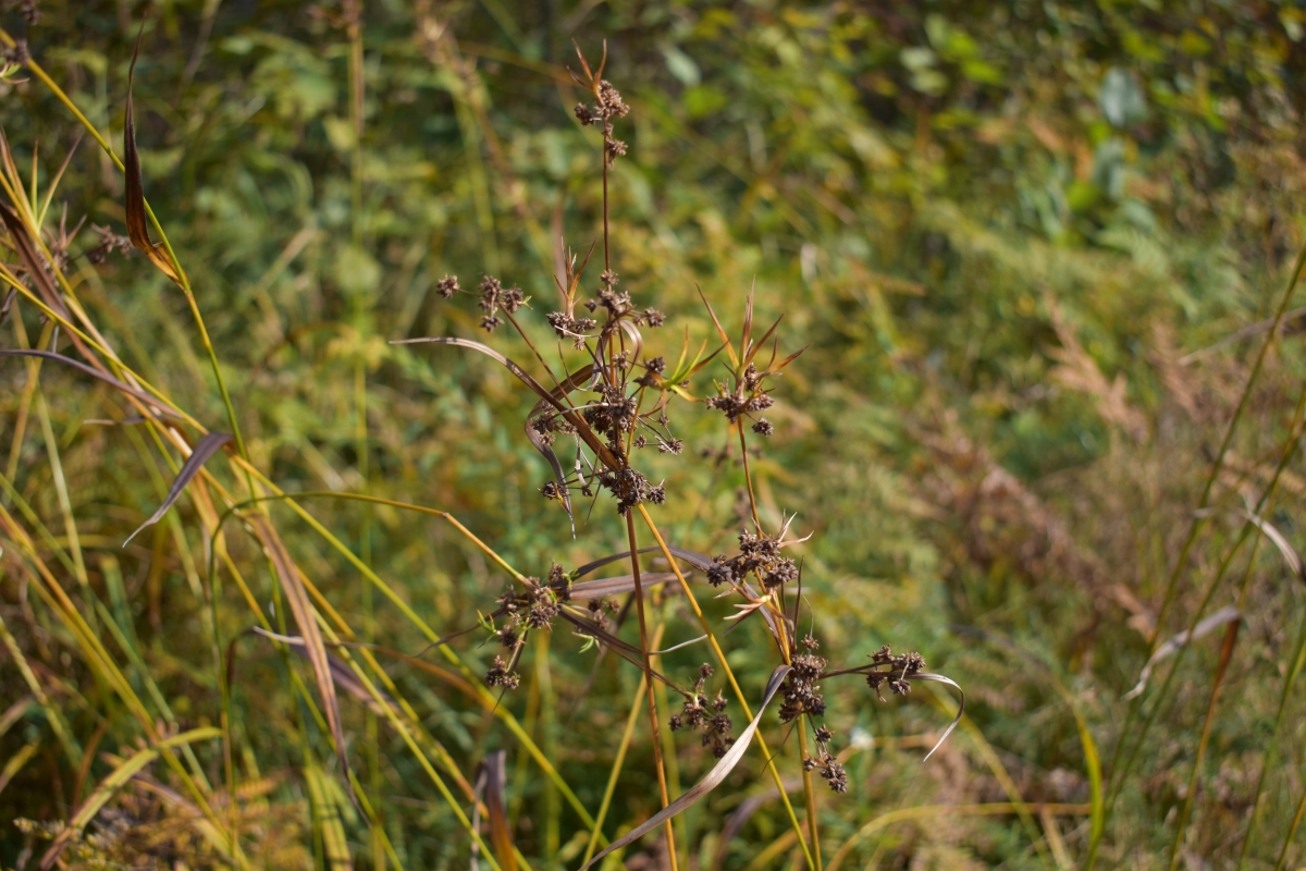 Bulrush - Scirpus SPP.: Edible & Medicinal Uses of the Sweet Root of ...