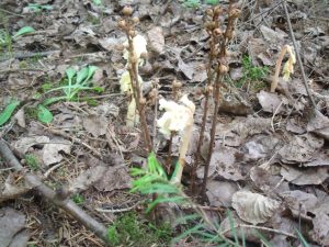 Ghost Pipe - Monotropa Uniflora: Edible & Medicinal Uses of That's Not ...
