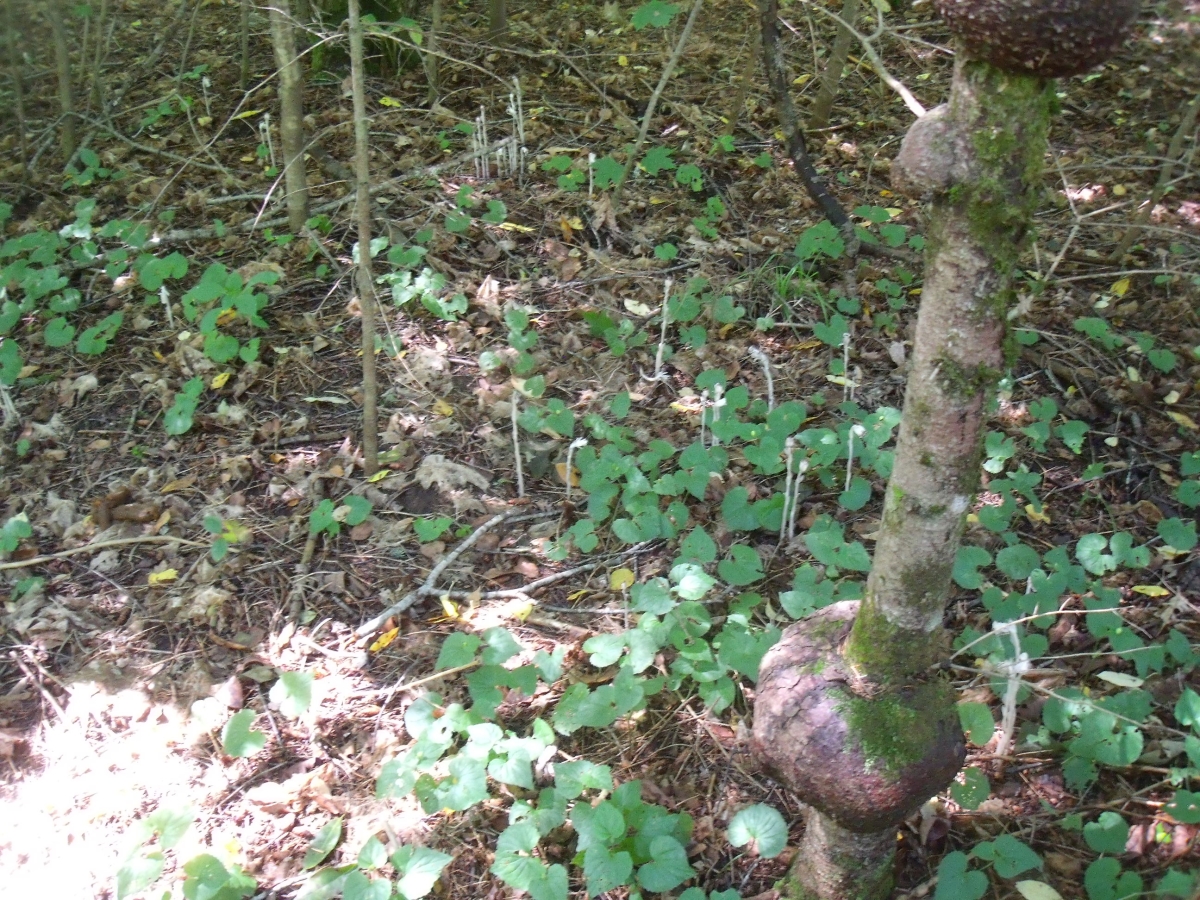 Ghost Pipe - Monotropa Uniflora: Edible & Medicinal Uses of That's Not ...