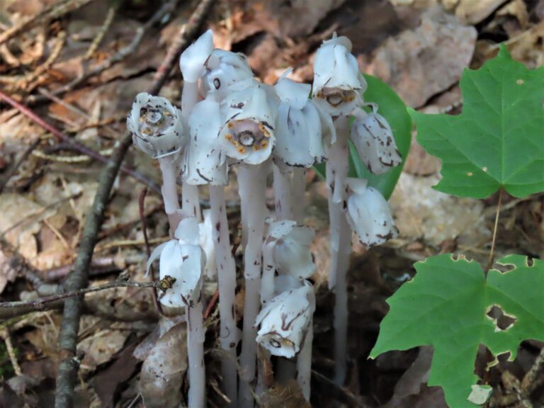 Ghost Pipe - Monotropa Uniflora: Edible & Medicinal Uses of That's Not ...
