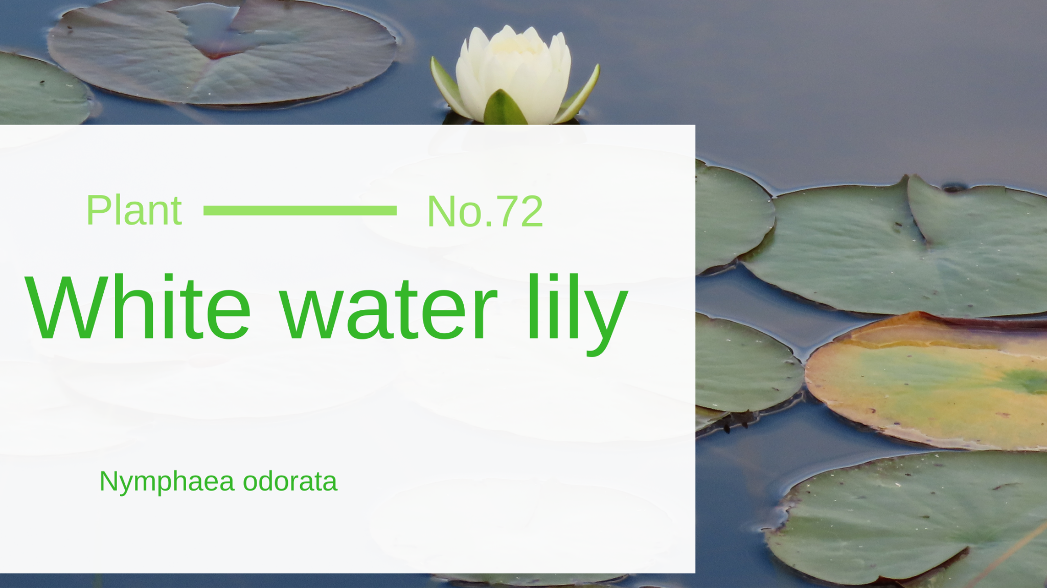 White Water-Lily – Nymphaea Odorata: Edible & Medicinal Uses of the ...