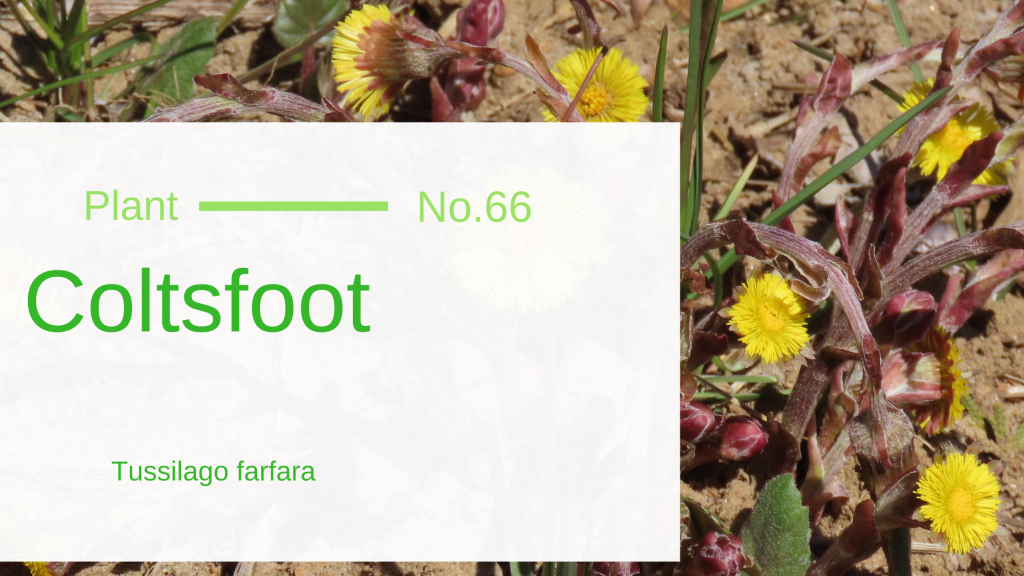 Coltsfoot - Tussilago Farfara: Edible & Medicinal Uses of the Salt of ...