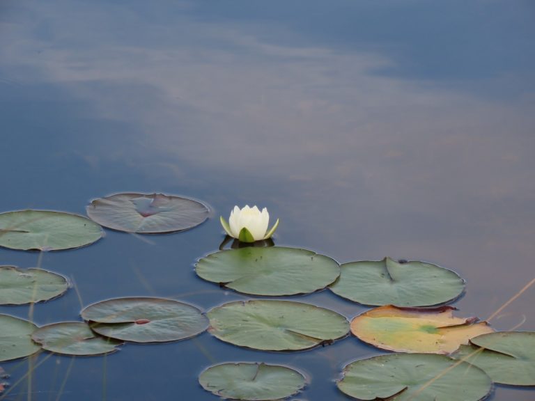 White Water-Lily – Nymphaea Odorata: Edible & Medicinal Uses of the ...