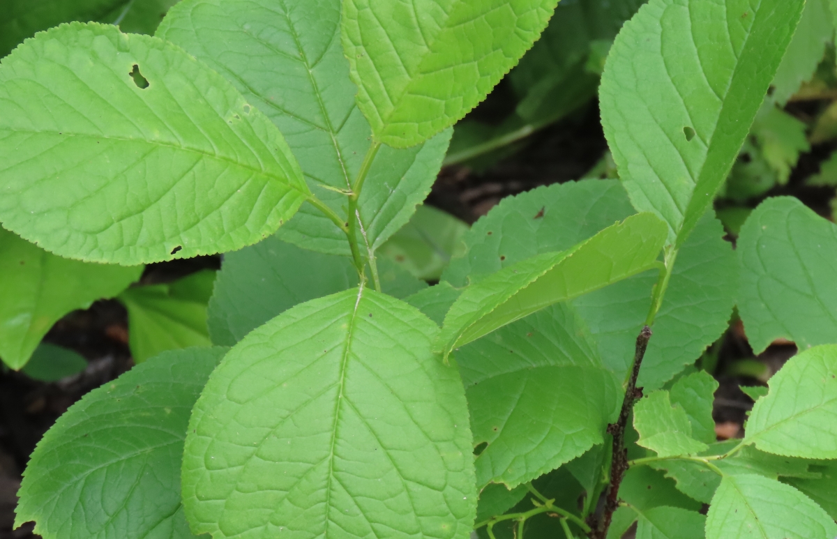 Canada Plum – Prunus Nigra: Edible & Medicinal Uses of the Forbidden ...