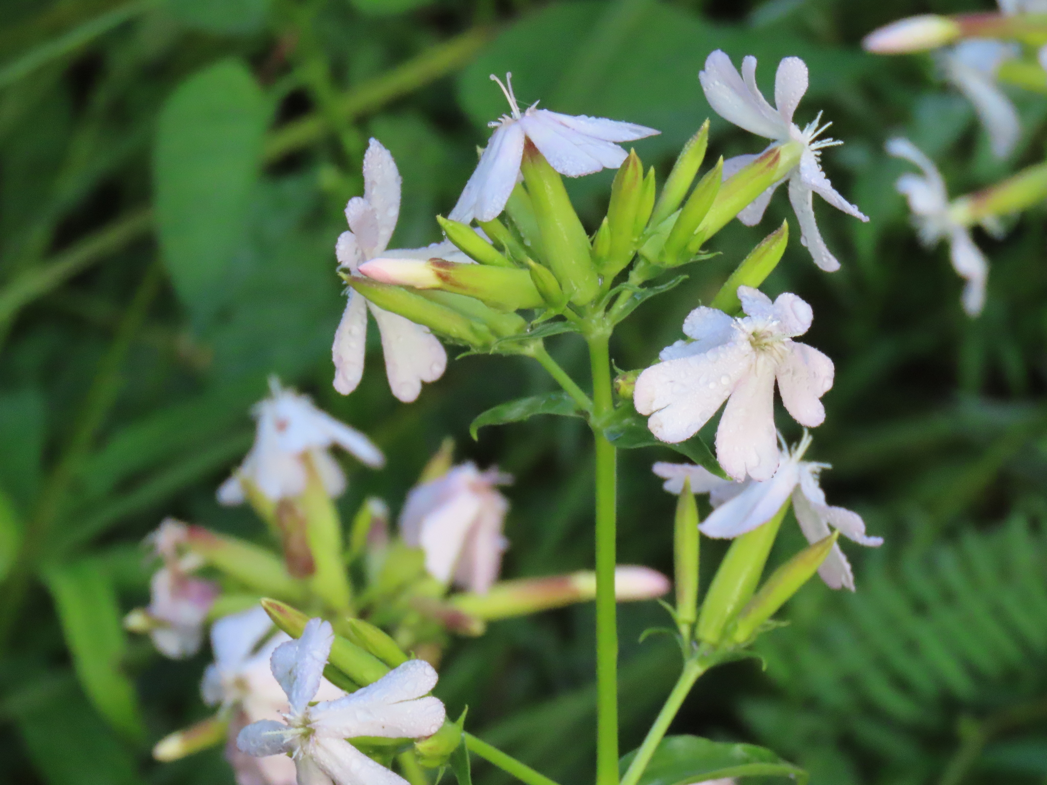Soapwort - Saponaria Officinalis: Edible & Medicinal Uses of the Suds ...