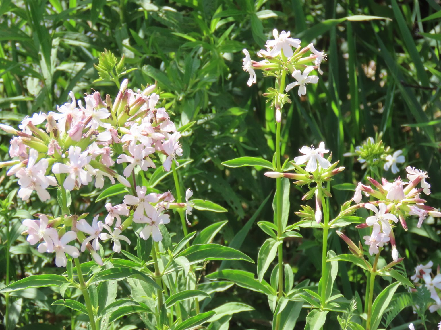 Soapwort - Saponaria Officinalis: Edible & Medicinal Uses of the Suds ...