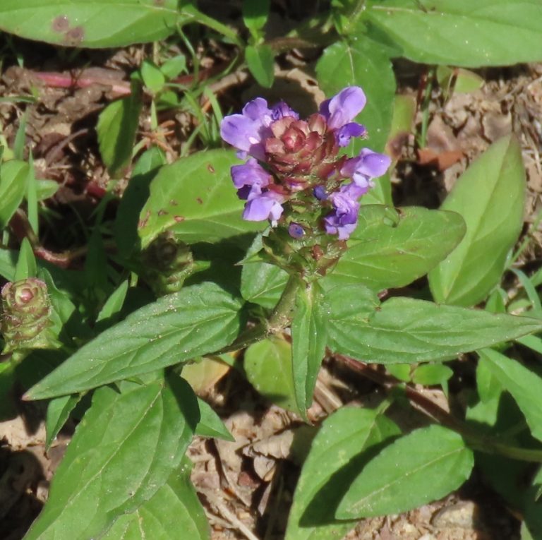 Heal-All - Prunella Vulgaris: Edible & Medicinal Uses of Another ...