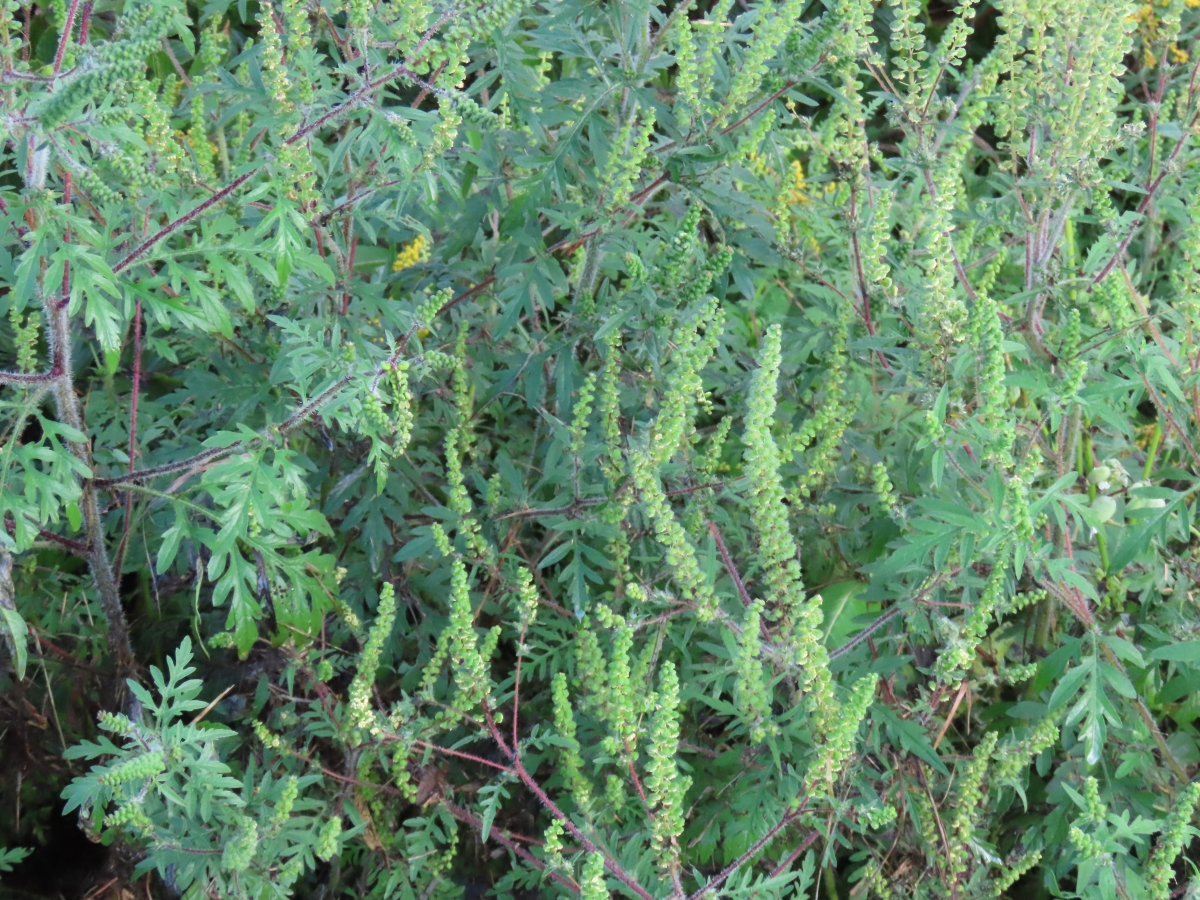 Ragweed – Ambrosia Artemisiifolia: Edible & Medicinal Uses of the ...