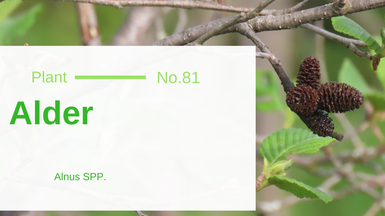 Alder - Alnus SPP.: Edible & Medicinal Uses of the Oak-like of Wild ...