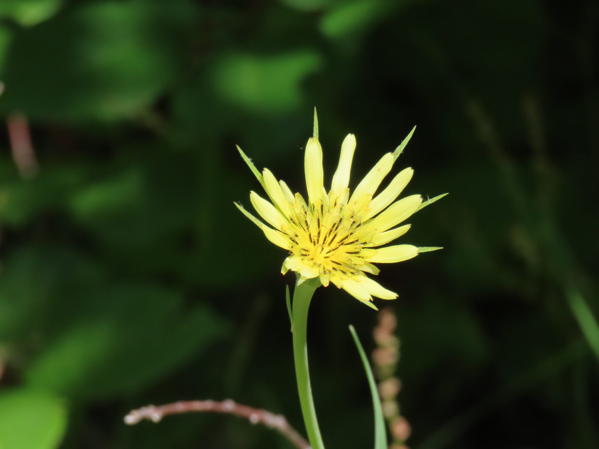 Salsifies - Tragopogon SPP.: Edible & Medicinal Uses of the Oyster of ...