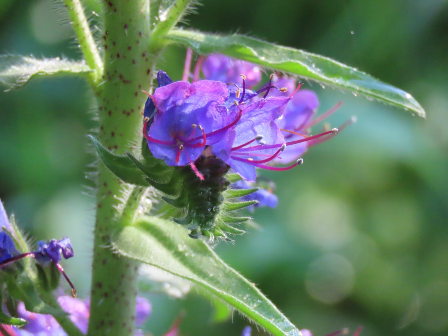 Viper’s Bugloss – Echium Vulgare: Edible & Medicinal Uses of Comfrey ...