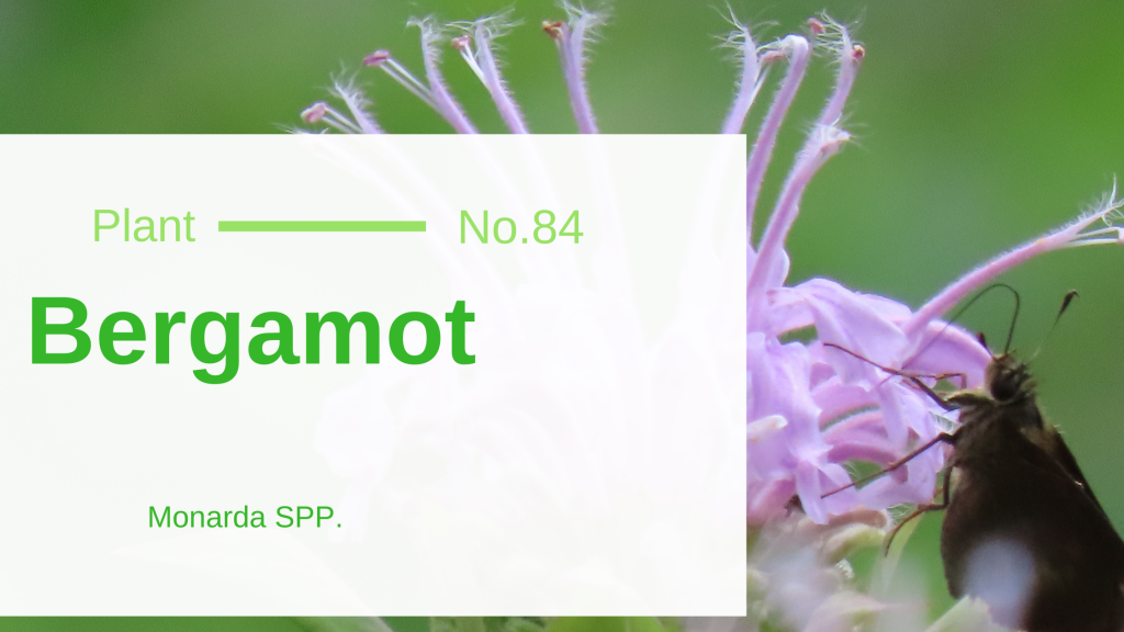 Bergamot - Monarda Spp.: Edible & Medicinal Uses of the Bee Balm of ...