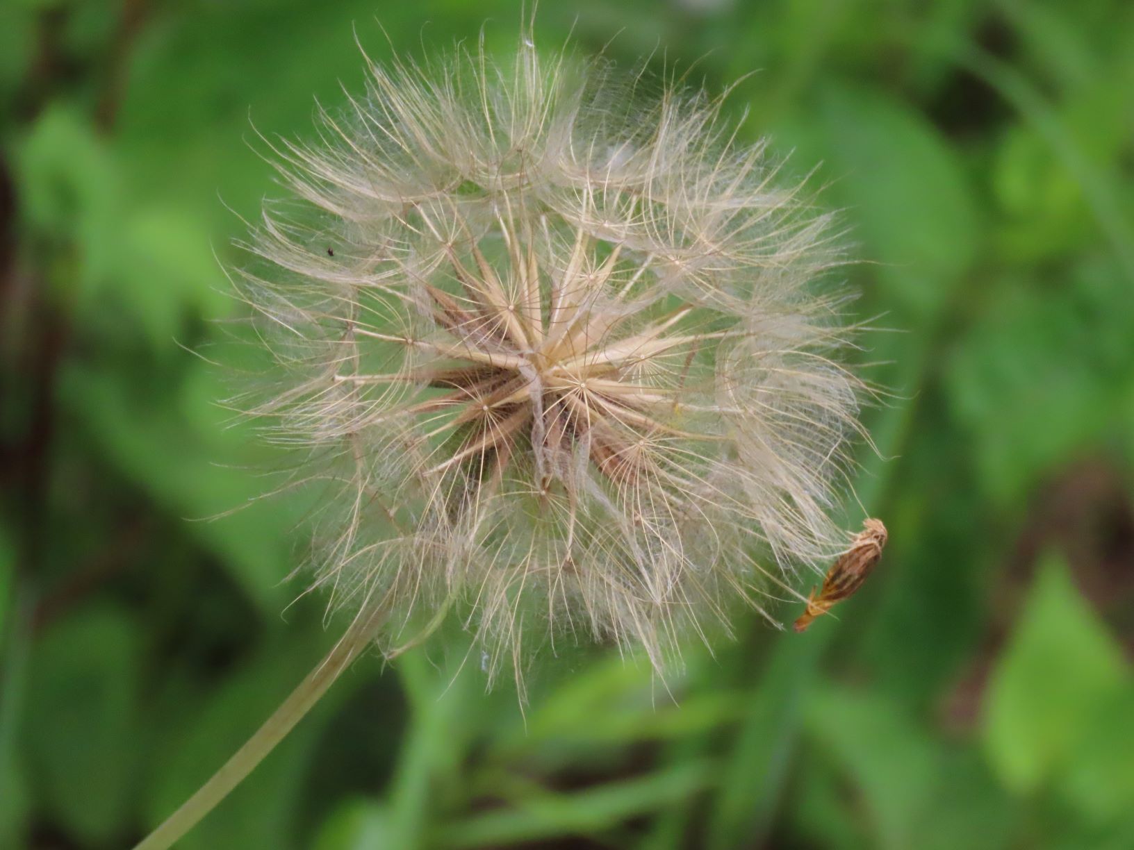 Salsifies - Tragopogon SPP.: Edible & Medicinal Uses of the Oyster of ...