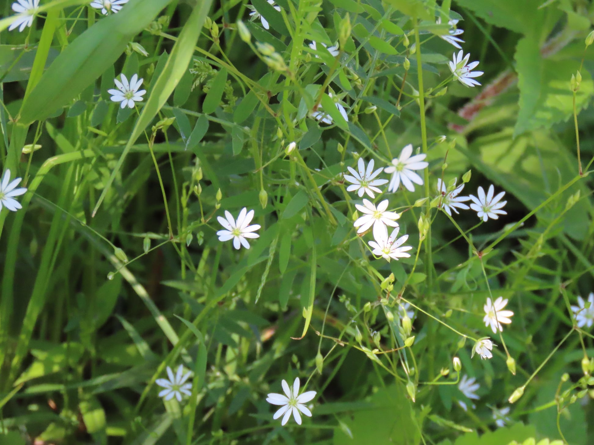 Mouse-ear Chickweeds - Cerastium SPP.: Edible & Medicinal Uses of the ...