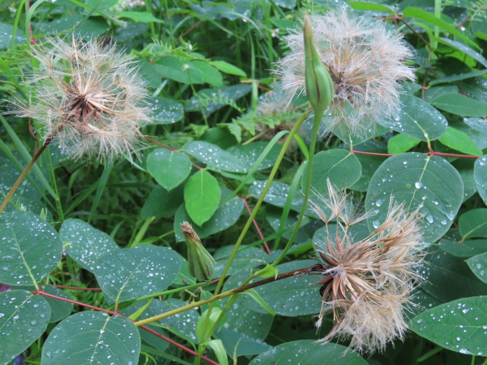 Salsifies - Tragopogon SPP.: Edible & Medicinal Uses of the Oyster of ...