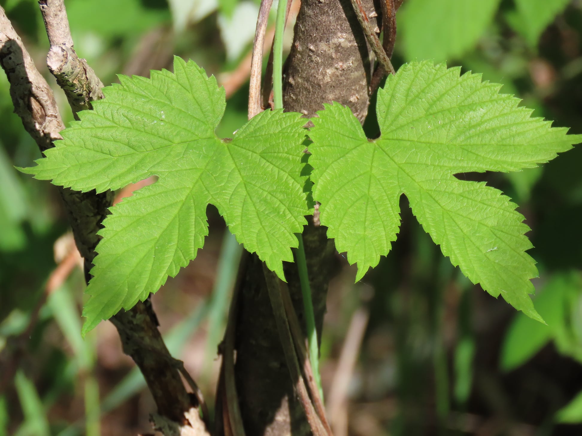 Common Hop – Humulus Lupulus: Edible & Medicinal Uses of the Not Just ...