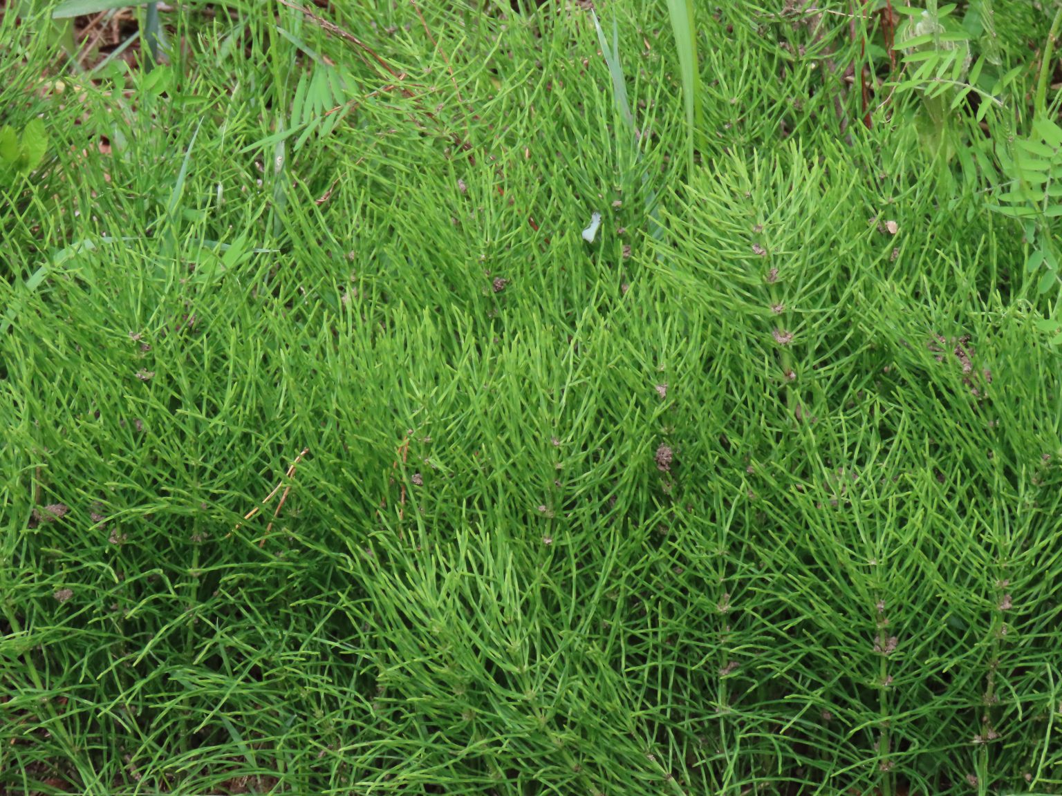 Horsetails - Equisetum SPP.: Edible & Medicinal Uses of the Scourer of ...