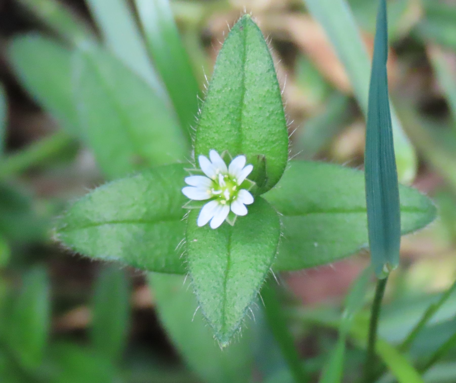 Mouse ear Chickweeds Cerastium SPP Edible Medicinal Uses Of The mouse-ear-chickweeds-cerastium-spp-edible-medicinal-uses-of-the
