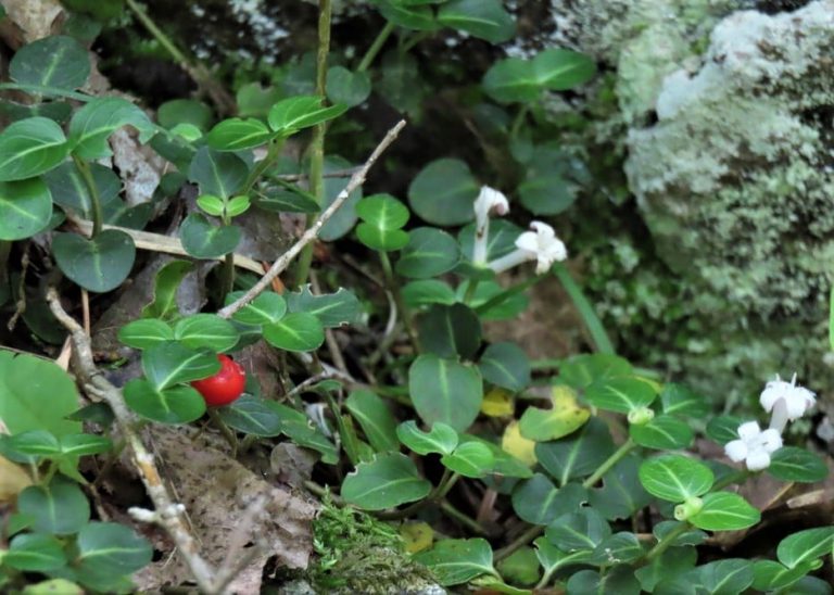 Partridge-berry - Mitchella Repens: Edible & Medicinal Uses of the ...