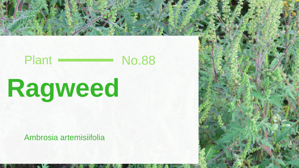 Ragweed – Ambrosia Artemisiifolia: Edible & Medicinal Uses of the ...