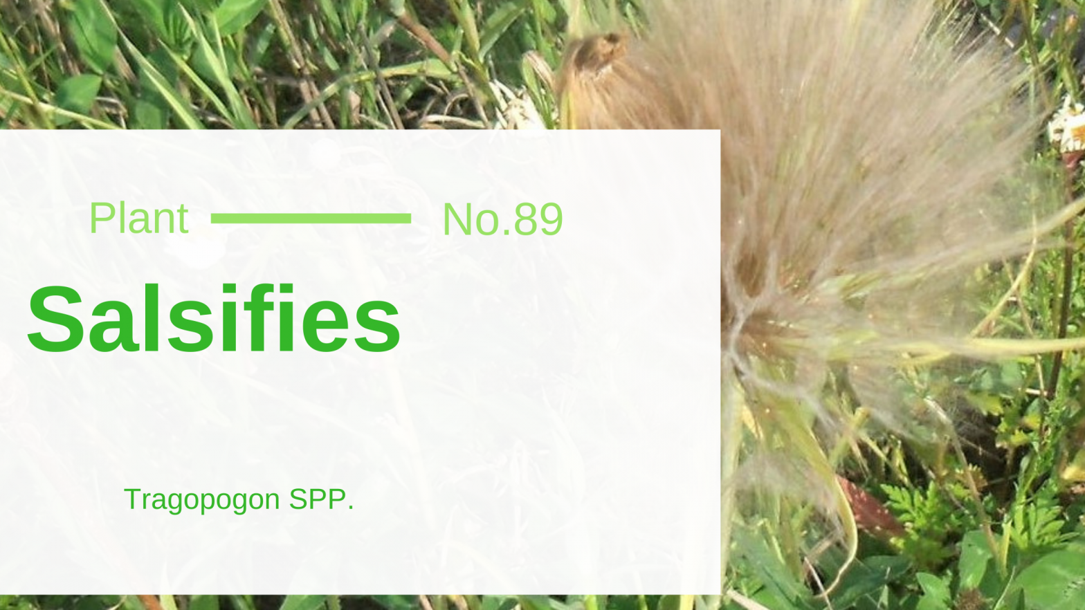 Salsifies - Tragopogon SPP.: Edible & Medicinal Uses of the Oyster of ...