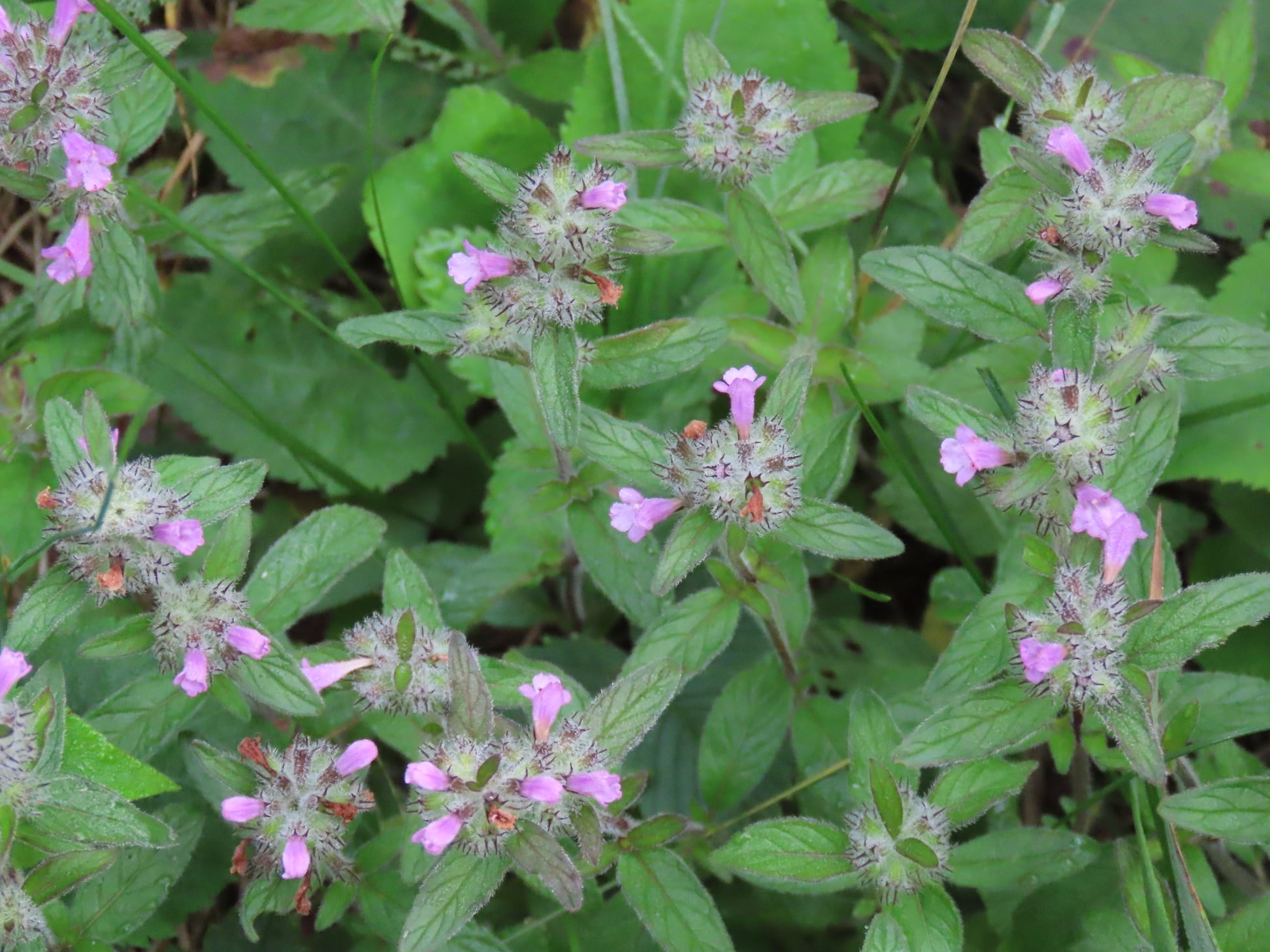 Wild Basil - Clinopodium Vulgare: Edible & Medicinal Uses of the ...