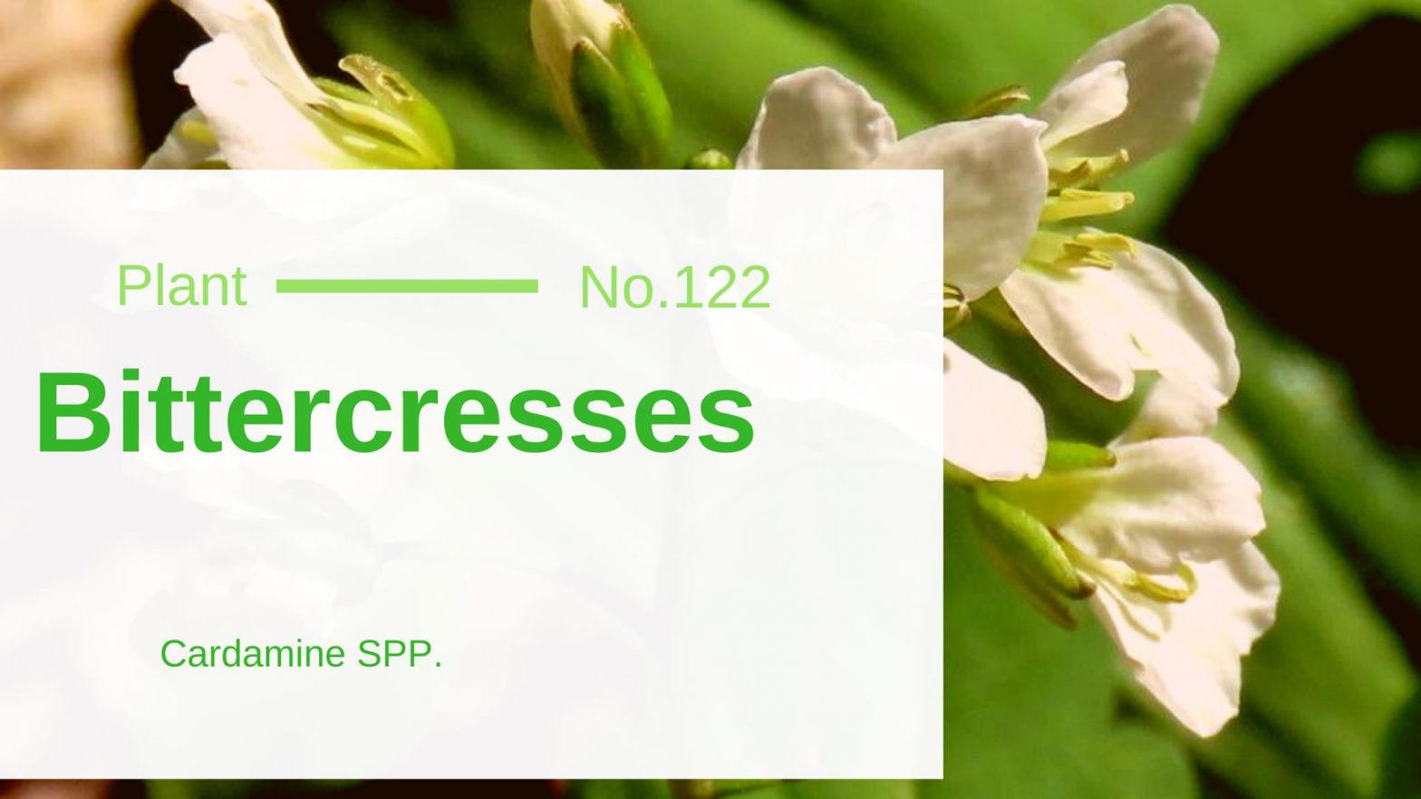 Bittercresses - Cardamine SPP.: Edible & Medicinal Uses of the Pepper ...