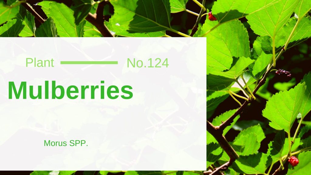 Mulberries - Morus SPP.: Edible & Medicinal Uses of the 1 Endangered vs ...