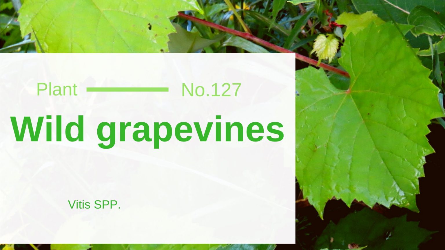 Wild Grapevines - Vitis SPP.: Edible & Medicinal Uses of the Pickle ...