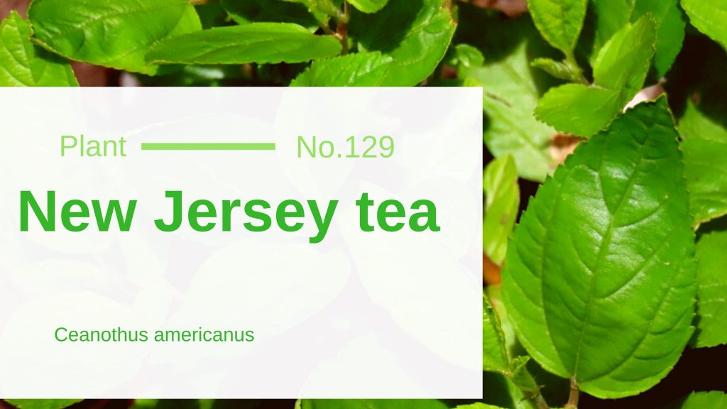 New Jersey Tea - Ceanothus Americanus: Edible & Medicinal Uses of the ...