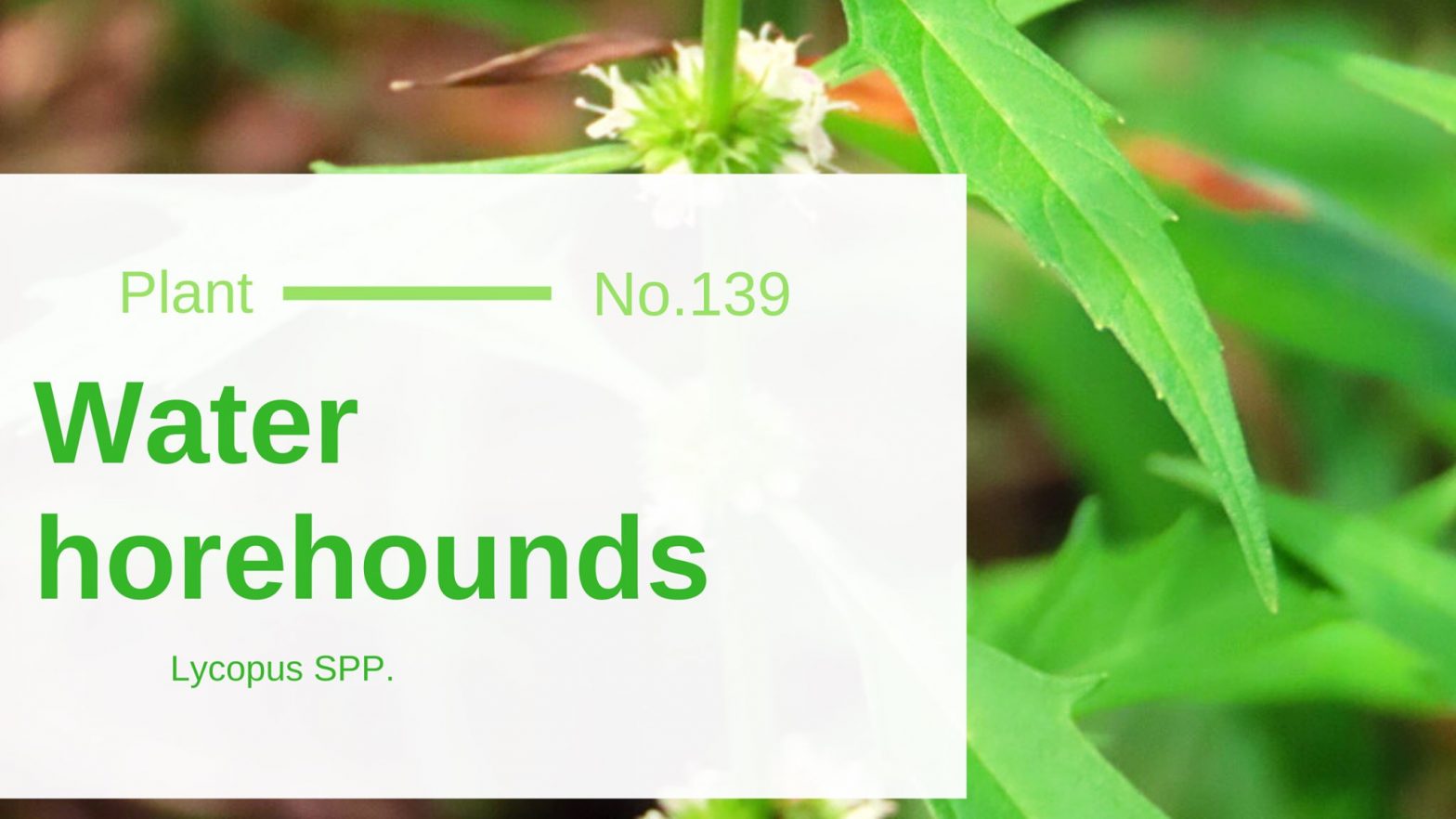 Water Horehounds - Lycopus SPP.: Edible & Medicinal Uses of the Culvert ...