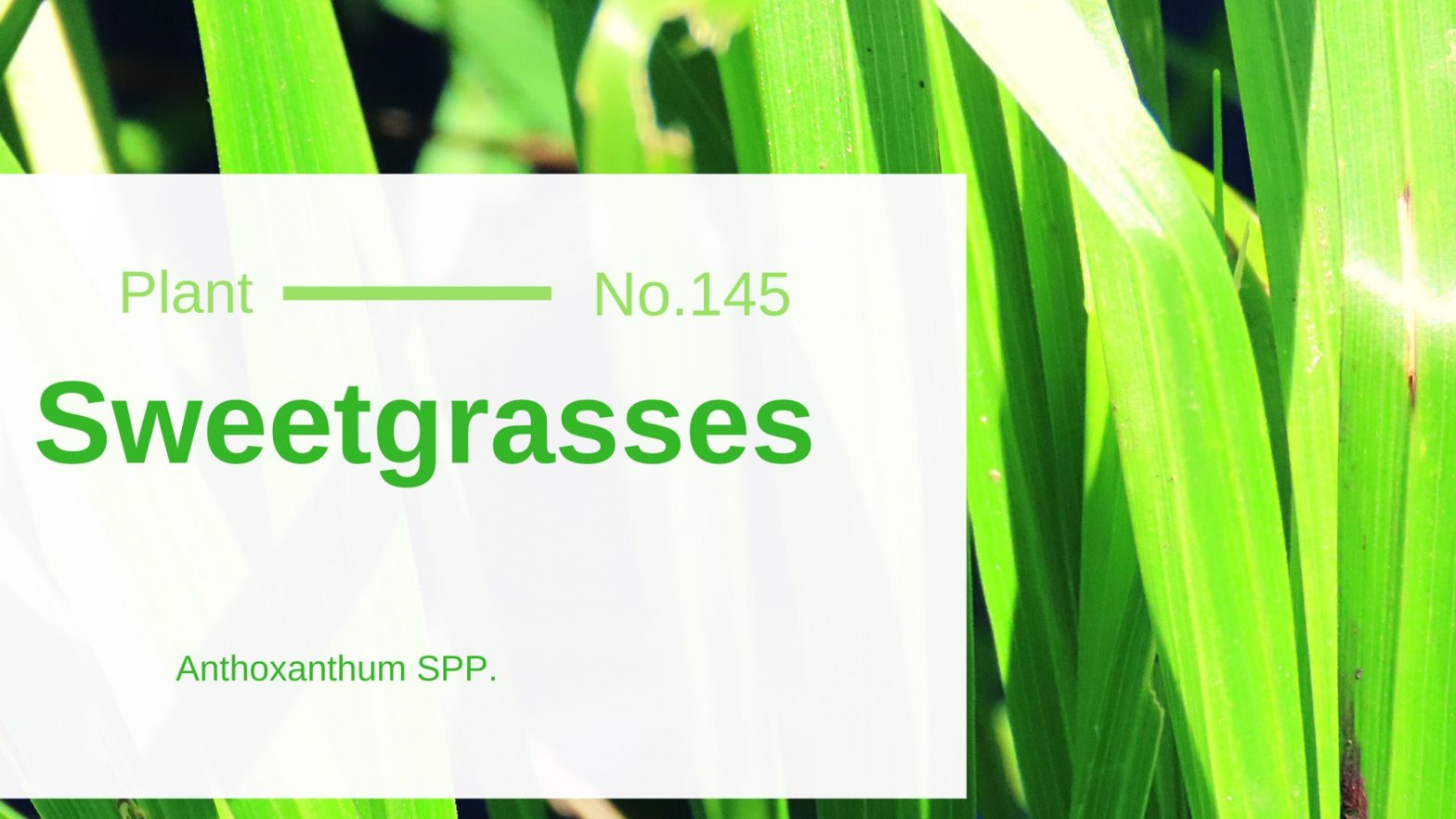 Sweetgrasses - Anthoxanthum SPP.: Edible & Medicinal Uses of the Sacred ...