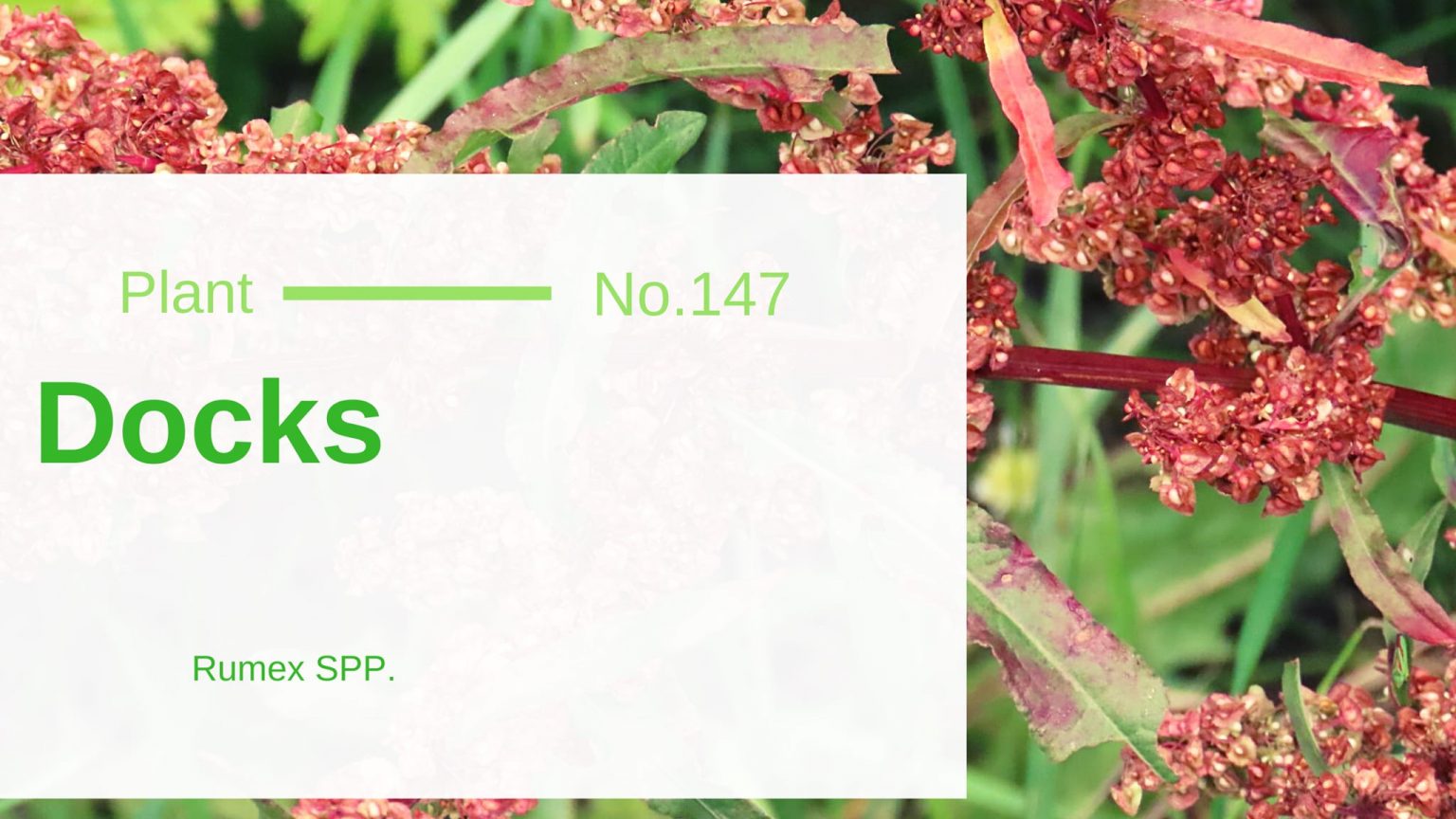 Docks – Rumex SPP.: Edible & Medicinal Uses of the Yellow Root of Wild ...