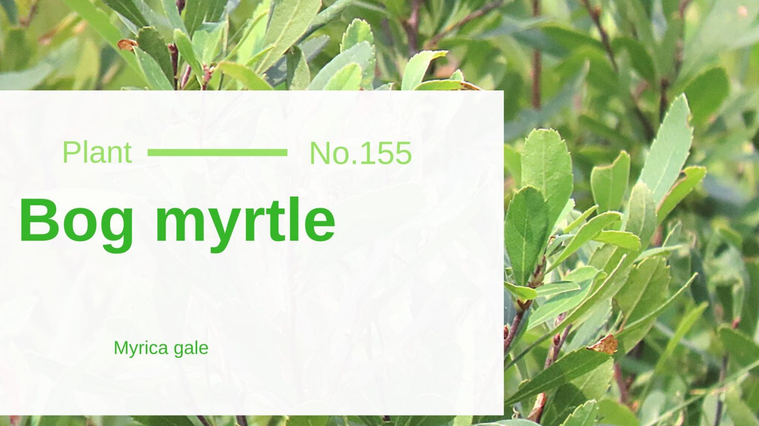 Bog Myrtle - Myrica Gale: Edible & Medicinal Uses of the Bay Leaf of ...