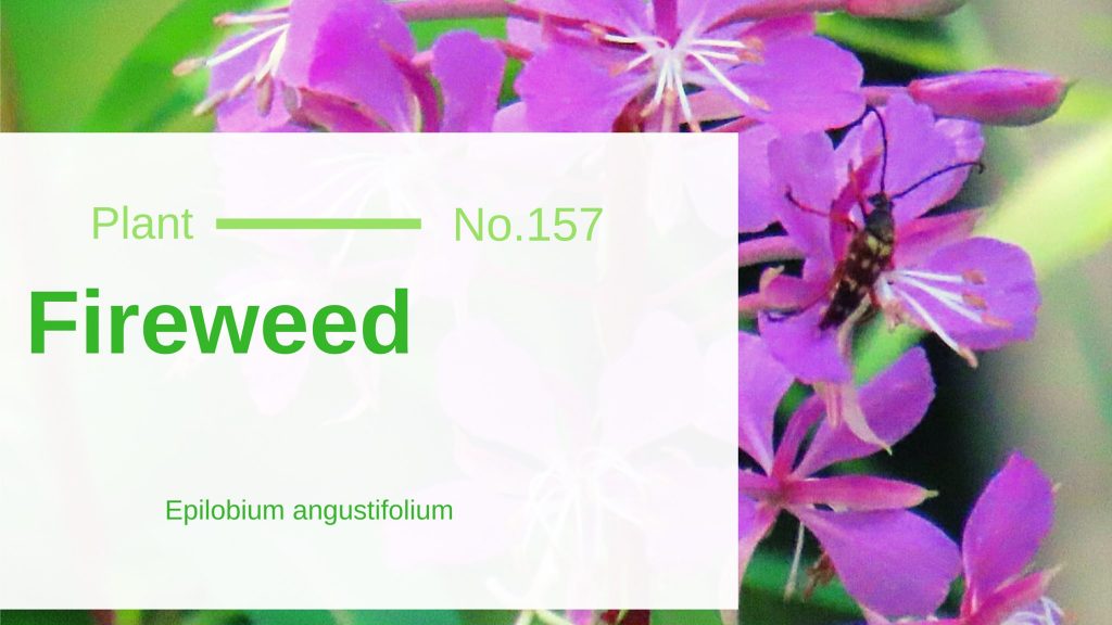 Fireweed - Epilobium Angustifolium: Edible & Medicinal Uses of the Fire ...