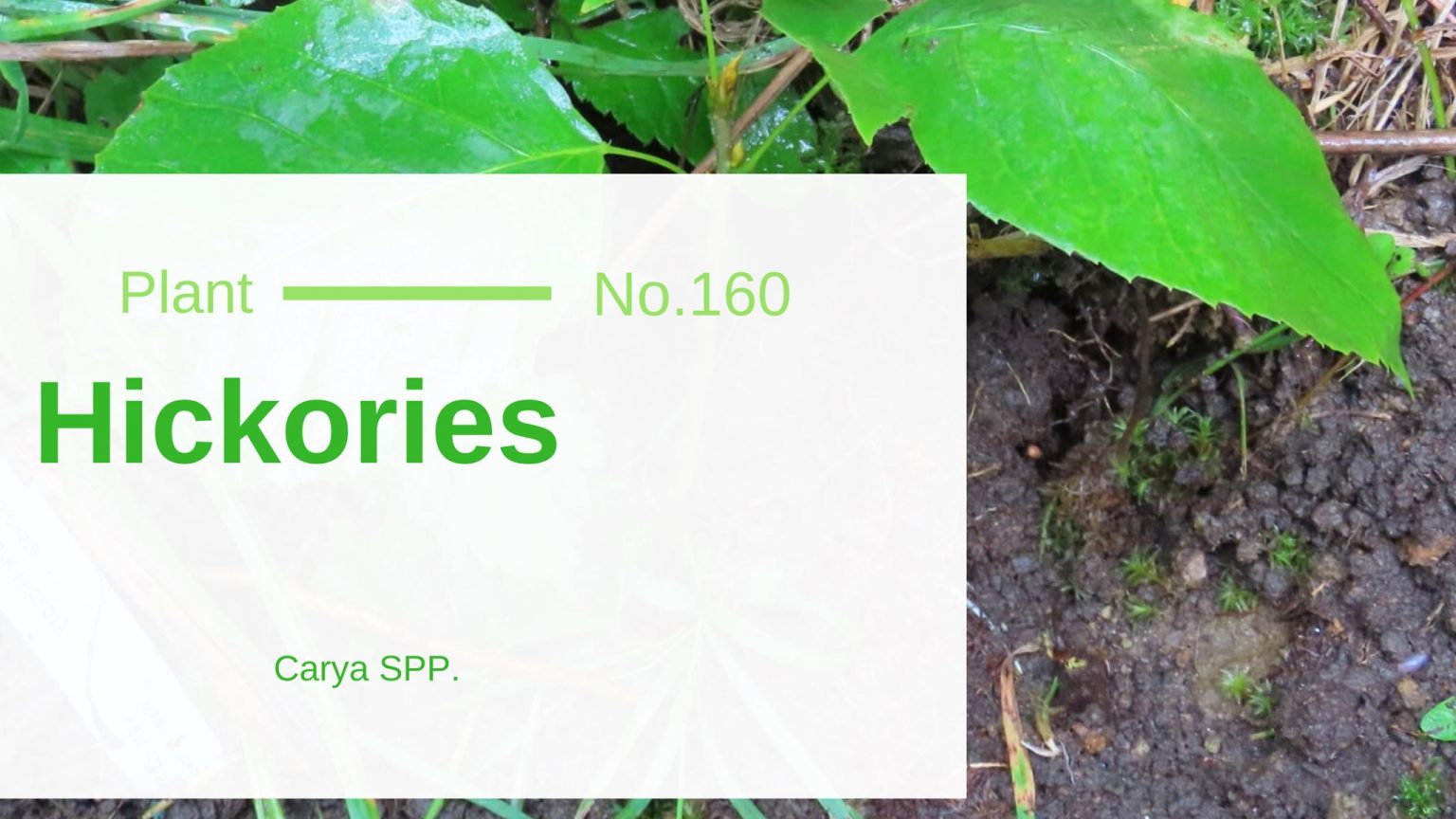 Hickories – Carya SPP.: Edible & Medicinal Uses of the Sweet "Nuts" of ...