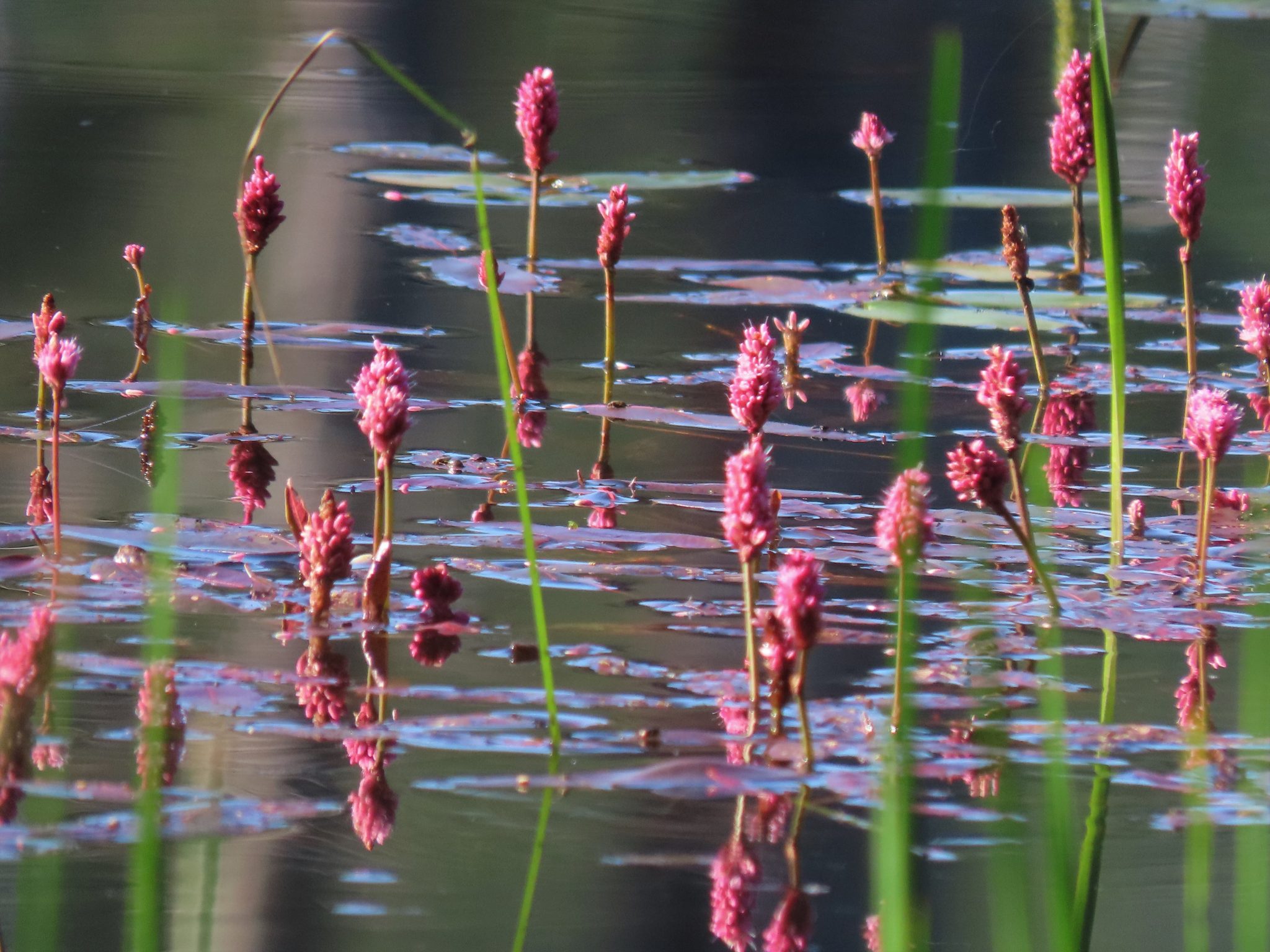 Water Smartweed - Persicaria Amphibia: Edible & Medicinal Uses of the ...
