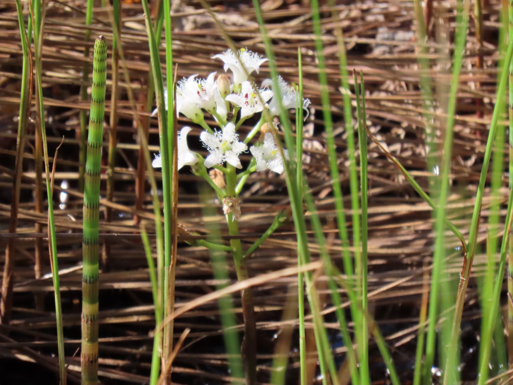 Bogbean - Menyanthes Trifoliata: Edible & Medicinal Uses of the Marsh ...