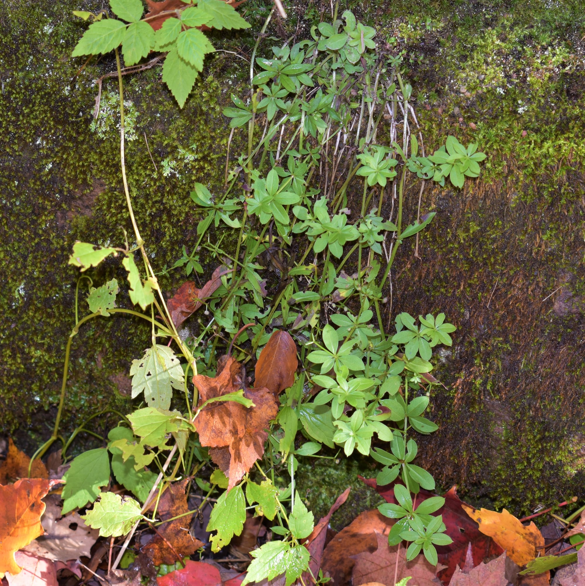 Bedstraws (Cleavers) - Galium SPP.: Edible & Medicinal Uses of the ...
